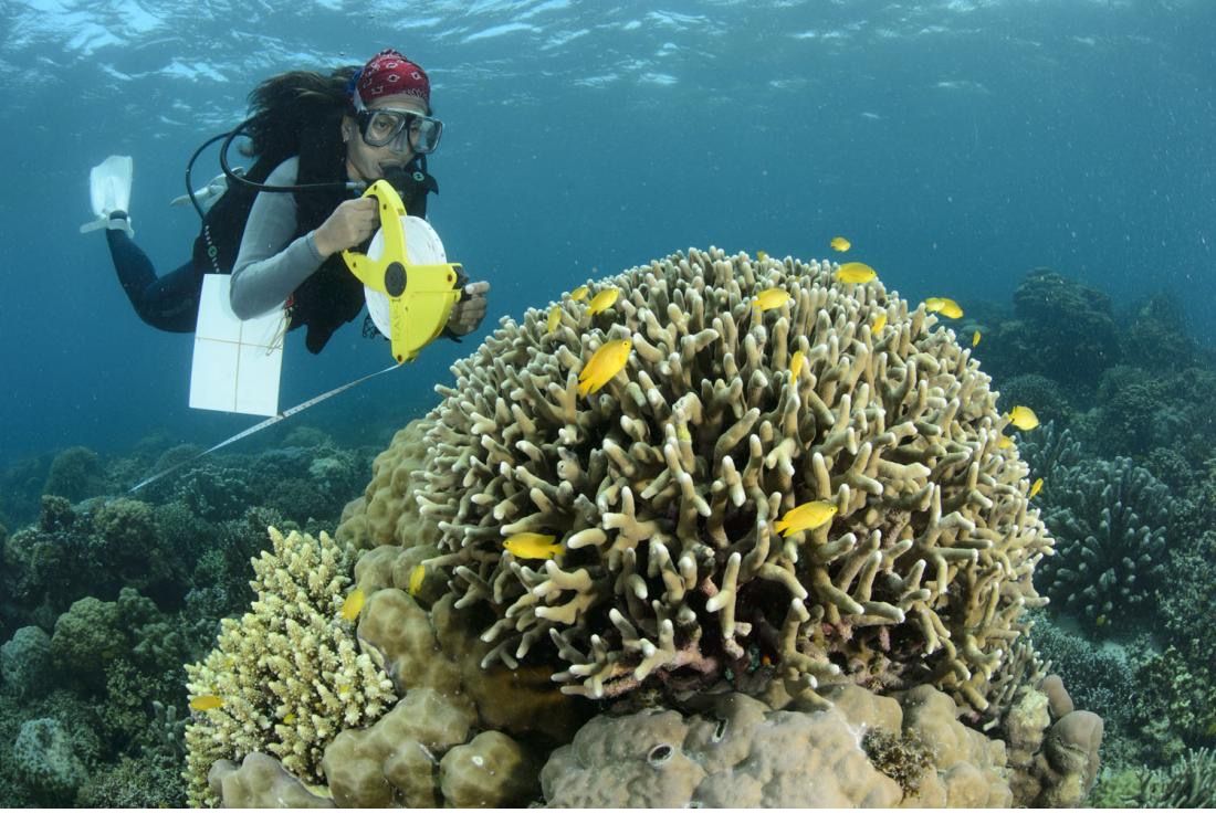 World Environment Day 2021: Marine Conservation Projects in Asia ...