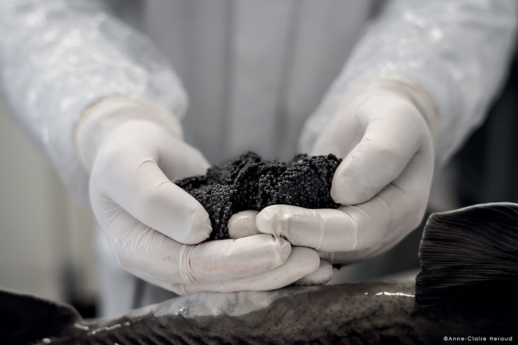 Sustainable Caviar: How they are produced and consumed
