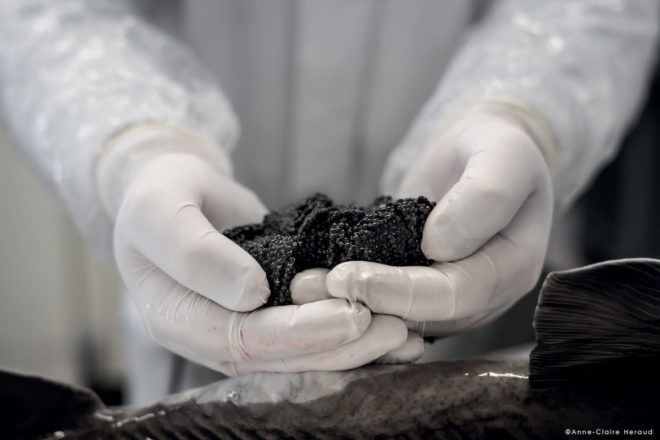 Sustainable Caviar: How they are produced and consumed