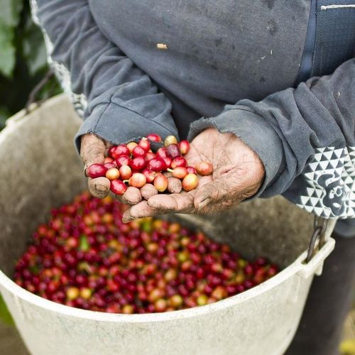 7 of the World's Most Expensive Coffees