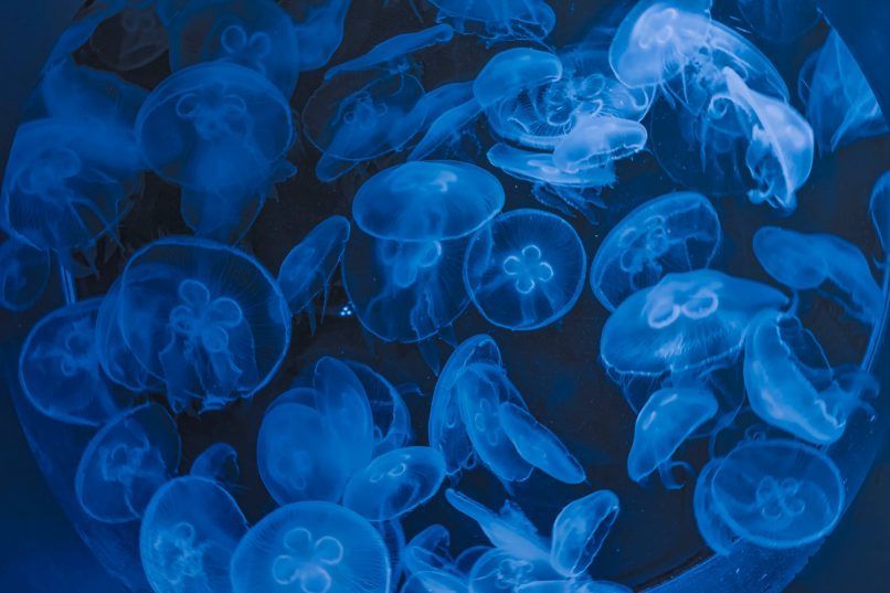 What is Blue Therapy? A Closer Look at Nature for Healing Mental Health