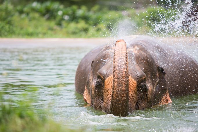The Best Ethical Elephant Sanctuaries In Thailand