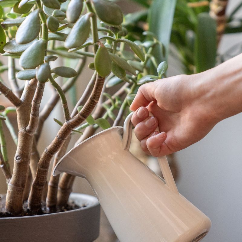 11 Best Vastu Shastra Plants to Grow at Home for Wealth and Money