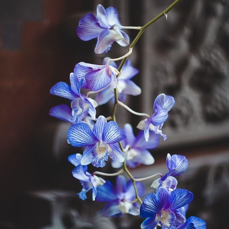 12 Lucky Flowers to Match with Each Chinese Zodiac Sign