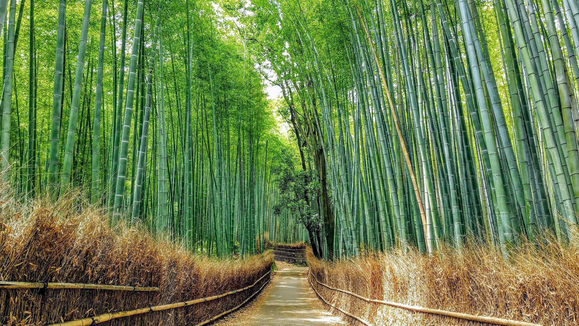 A Guide to Kyoto, One of Japan's Most Popular Cultural Destination