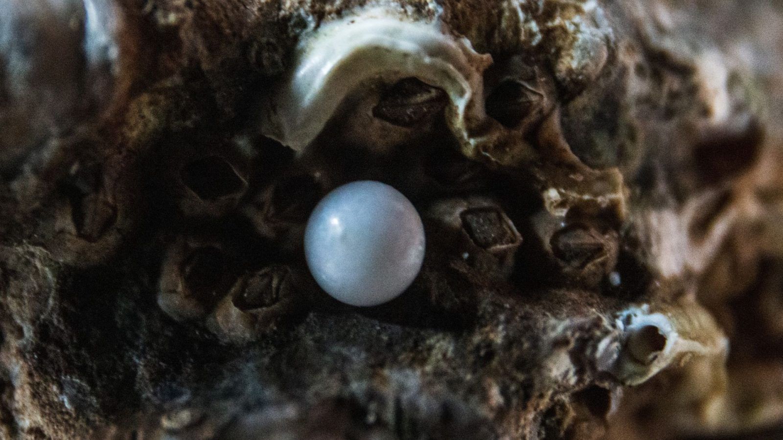 Some of the Most Expensive Pearl Necklaces of All Time