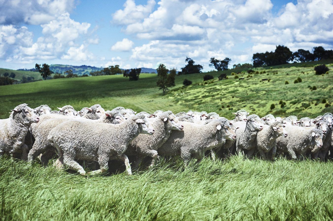 Loro Piana: Timeless Elegance from Nature's Finest Fibres