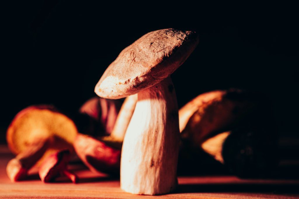 7 Most Expensive Mushrooms in the World