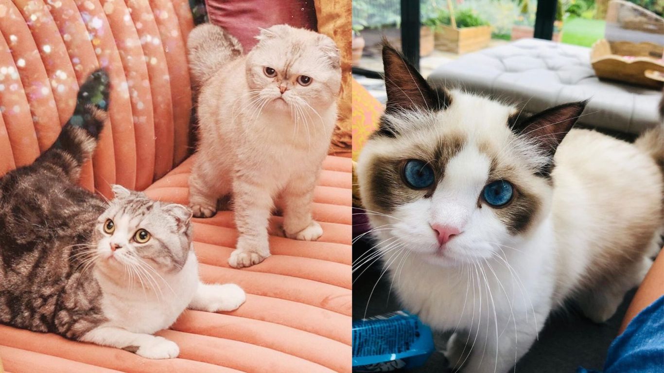 All About Taylor Swift's Cats: Olivia Benson, Meredith, and Benjamin