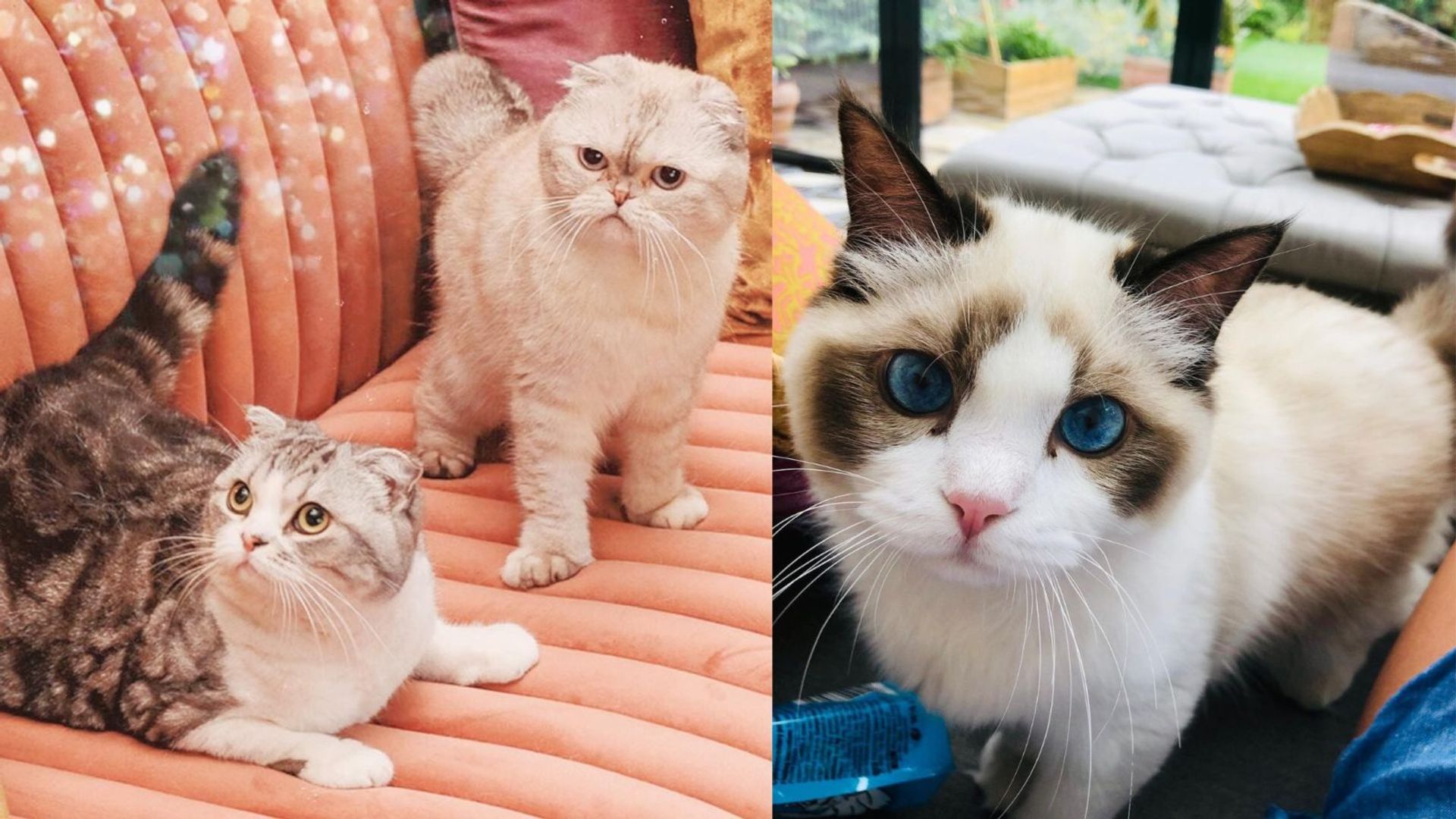 All About Taylor Swift's Cats: Olivia Benson, Meredith, and Benjamin