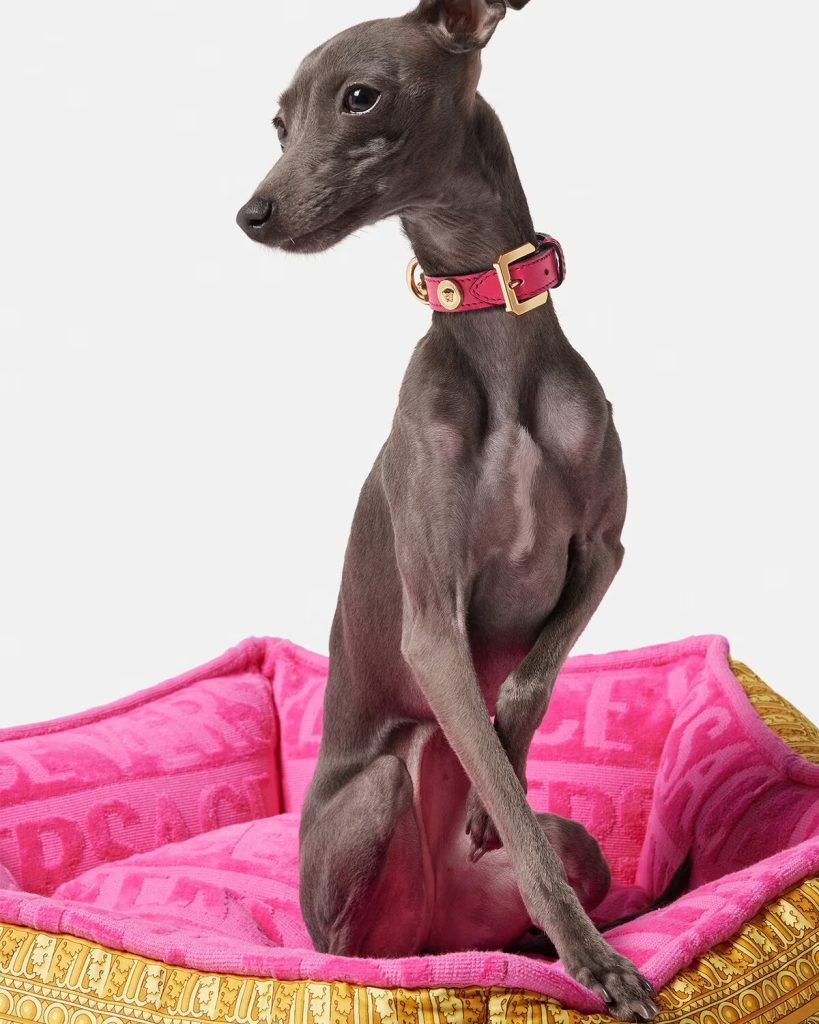 Spoil Your Pooch With These Luxury Pet Accessories | Prestige Online ...