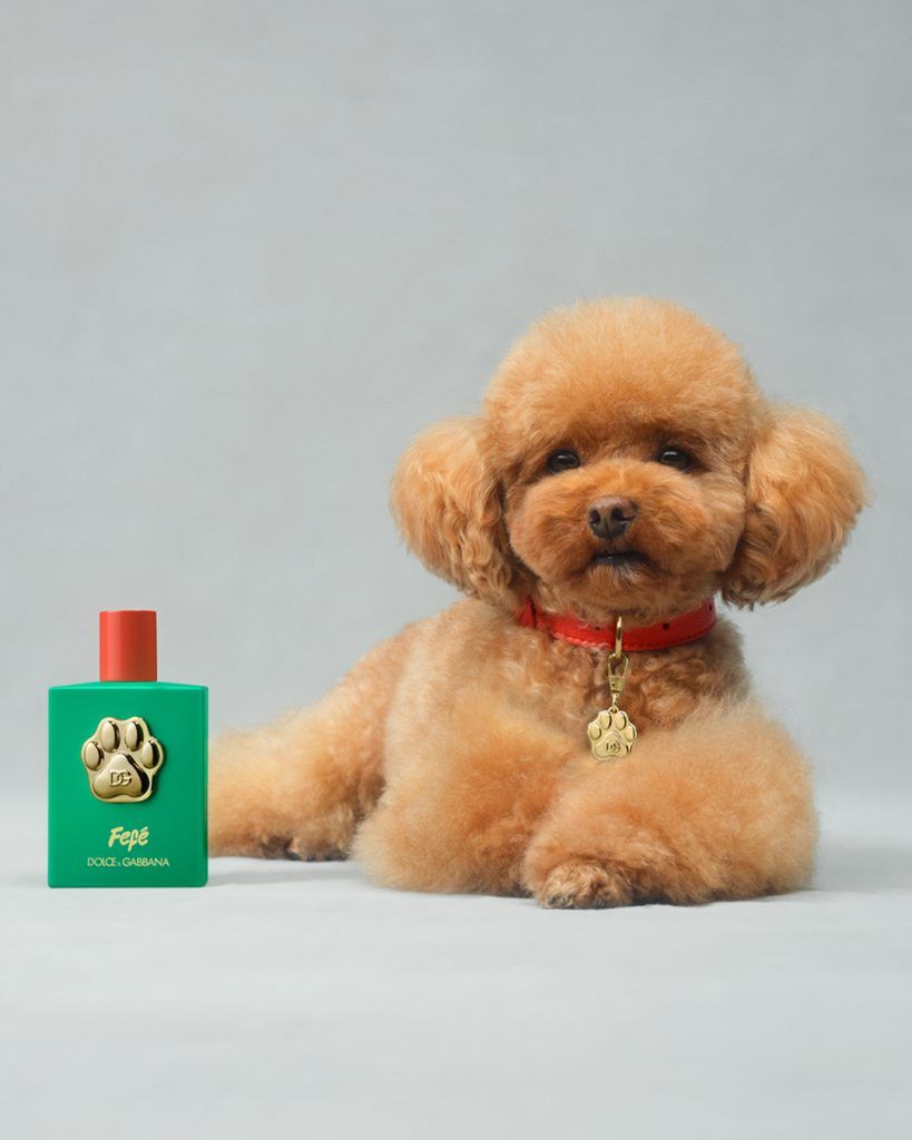 Dolce & Gabbana's Fefè: A New Luxury Perfume for Dogs