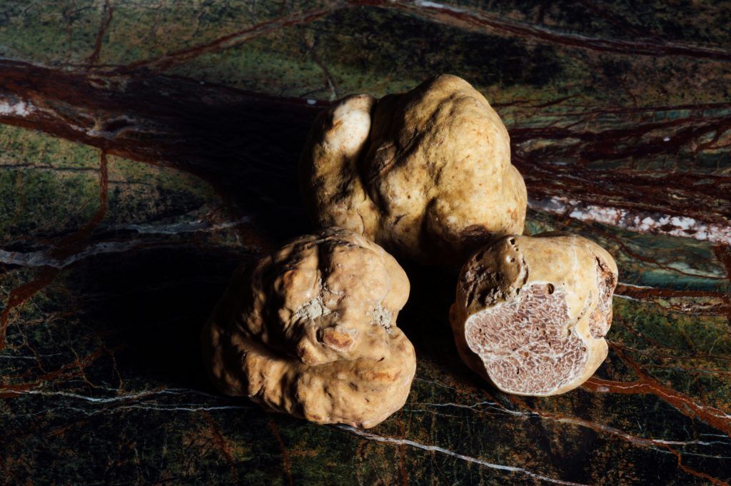 How Climate Change is Making White Truffle Increasingly Rare