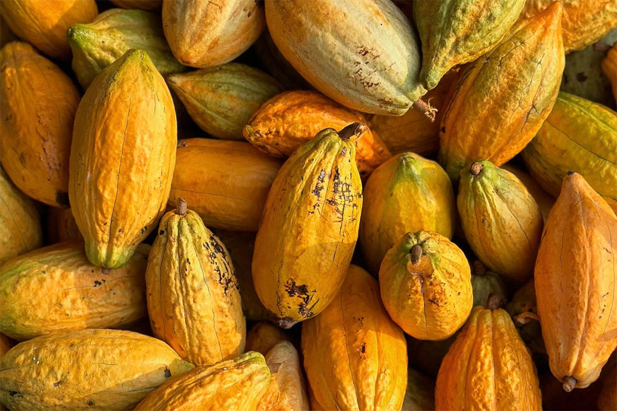 Artisans in Thailand: The Story of Pridi Cacaofevier Co Ltd | Prestige ...