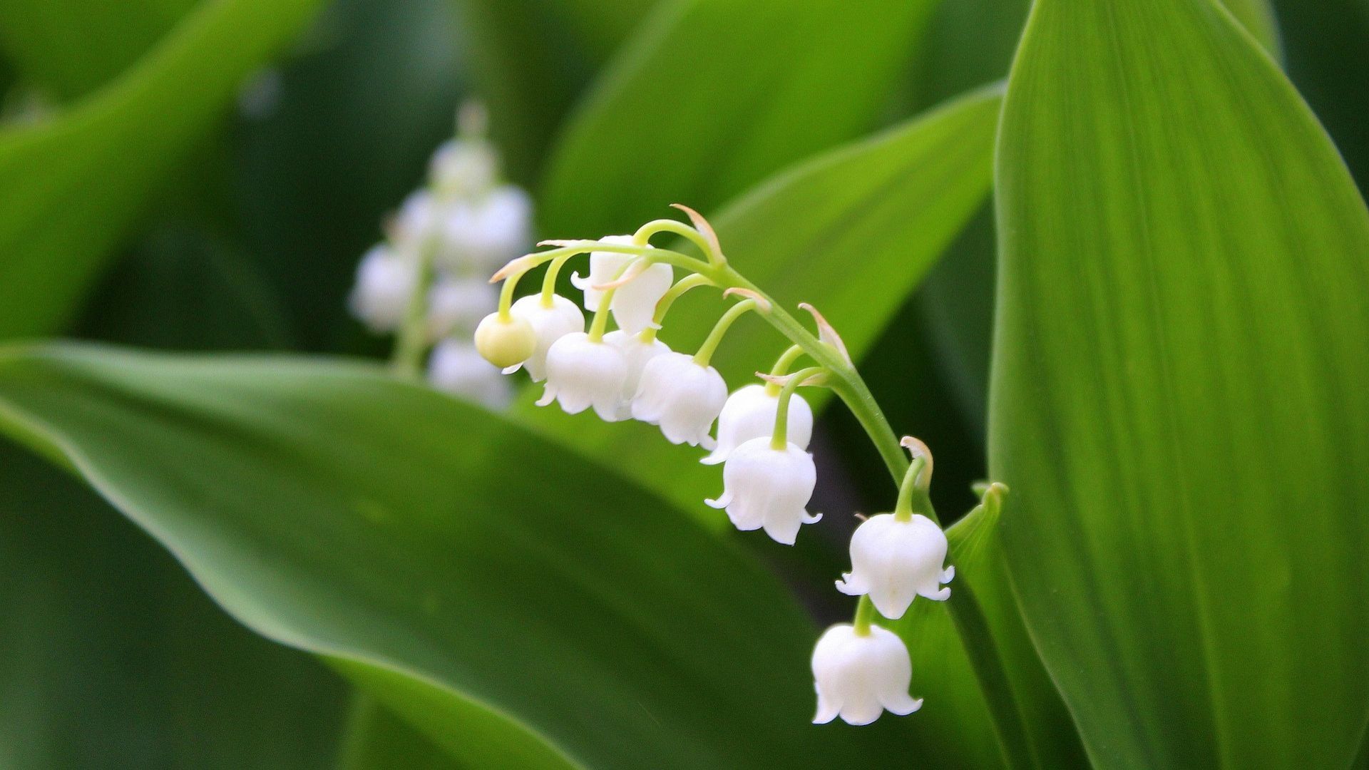 Top 10 of the Most Expensive Flowers in the World