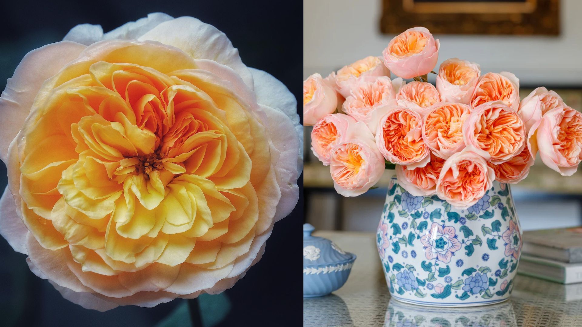 Top 10 of the Most Expensive Flowers in the World