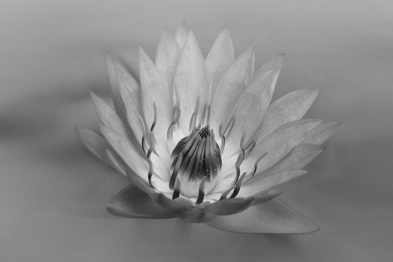 What Is Labubu and Why Is It Popular? Origins, Creator, and Celebrity