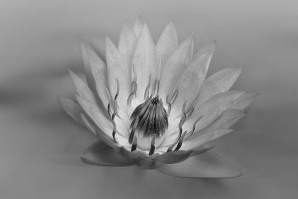 Who invented Labubu? Meet Hong Kong artist Kasing Lung