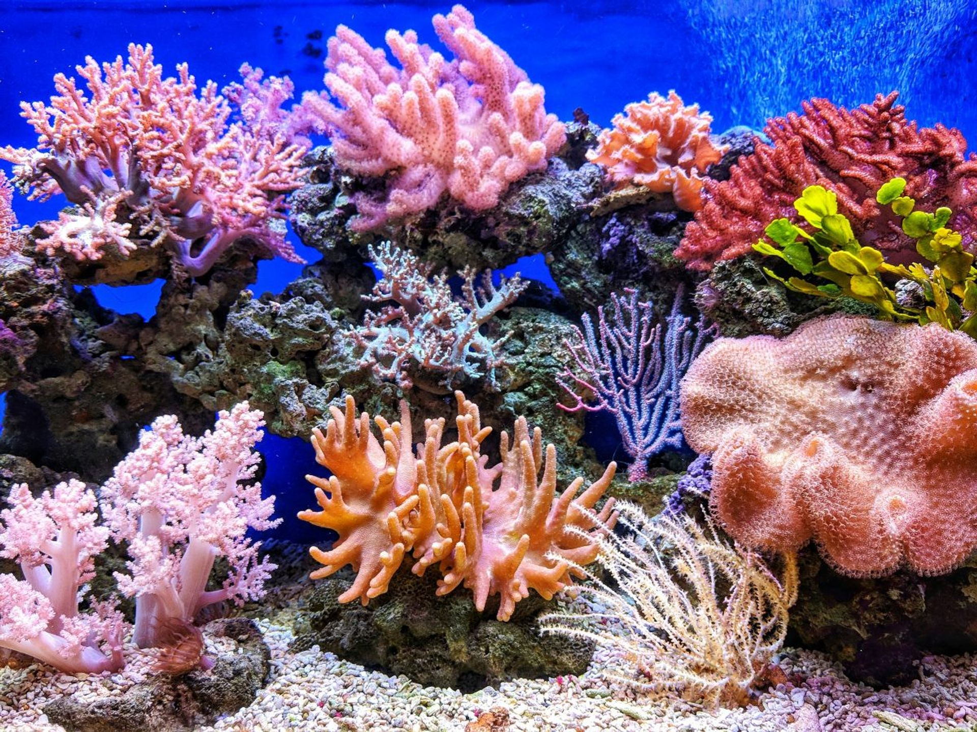 British Start-up is Building Artificial Coral Reefs from Human Ashes