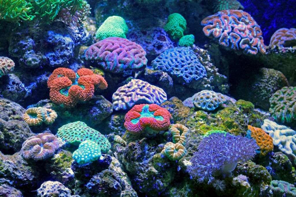 British Start-up is Building Artificial Coral Reefs from Human Ashes