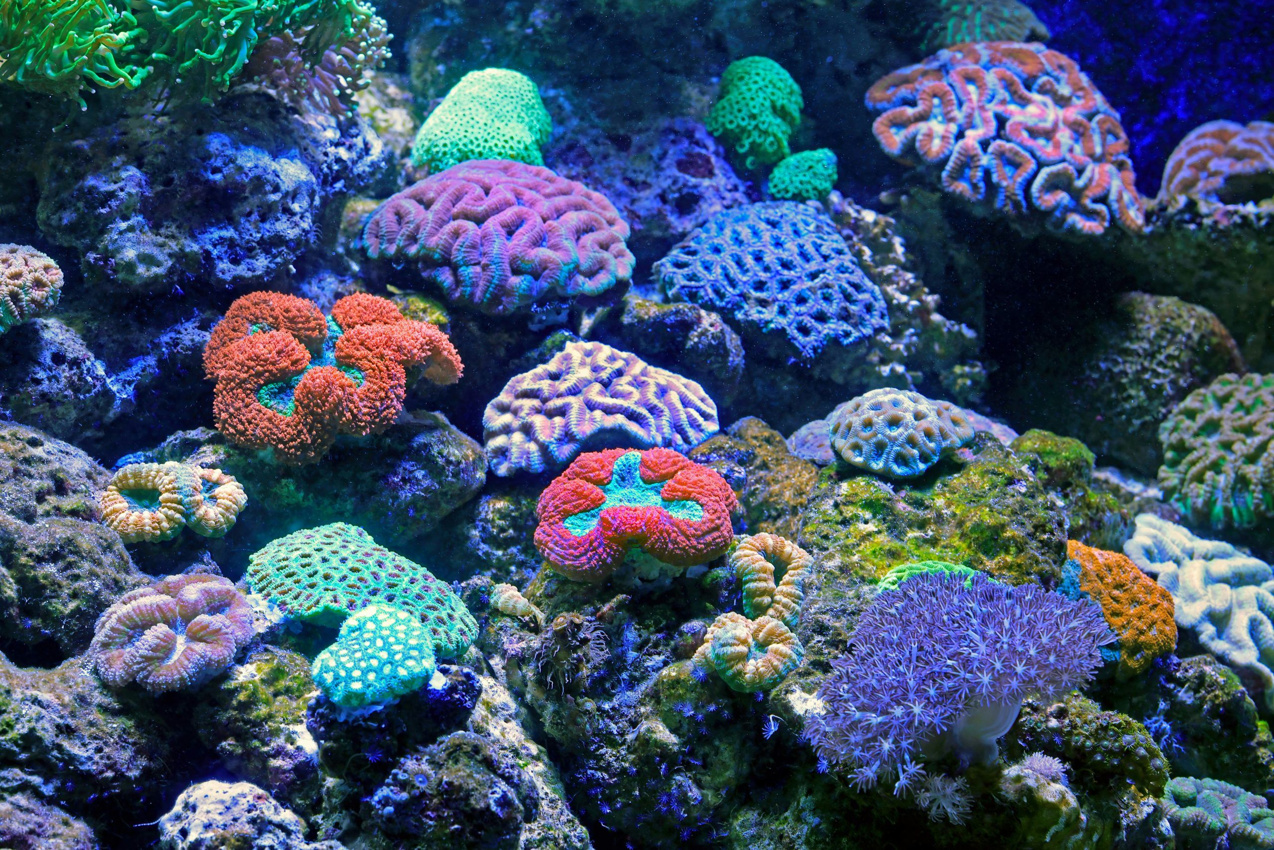 British Start-up is Building Artificial Coral Reefs from Human Ashes