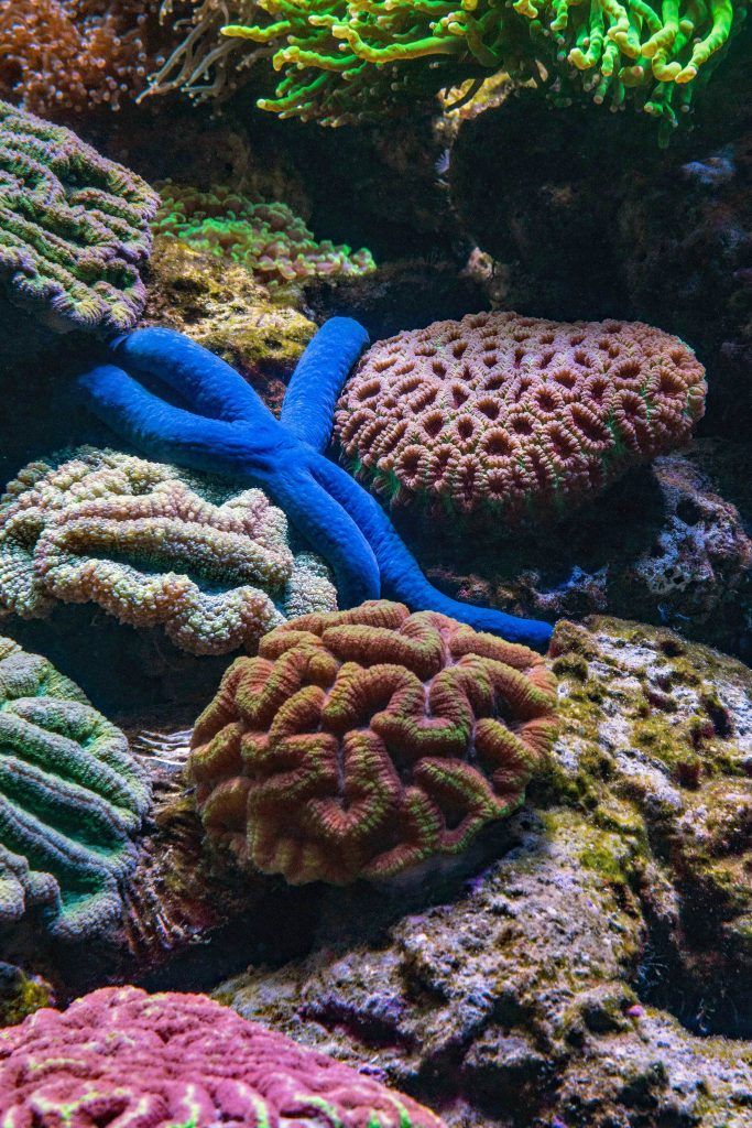 British Start-up is Building Artificial Coral Reefs from Human Ashes