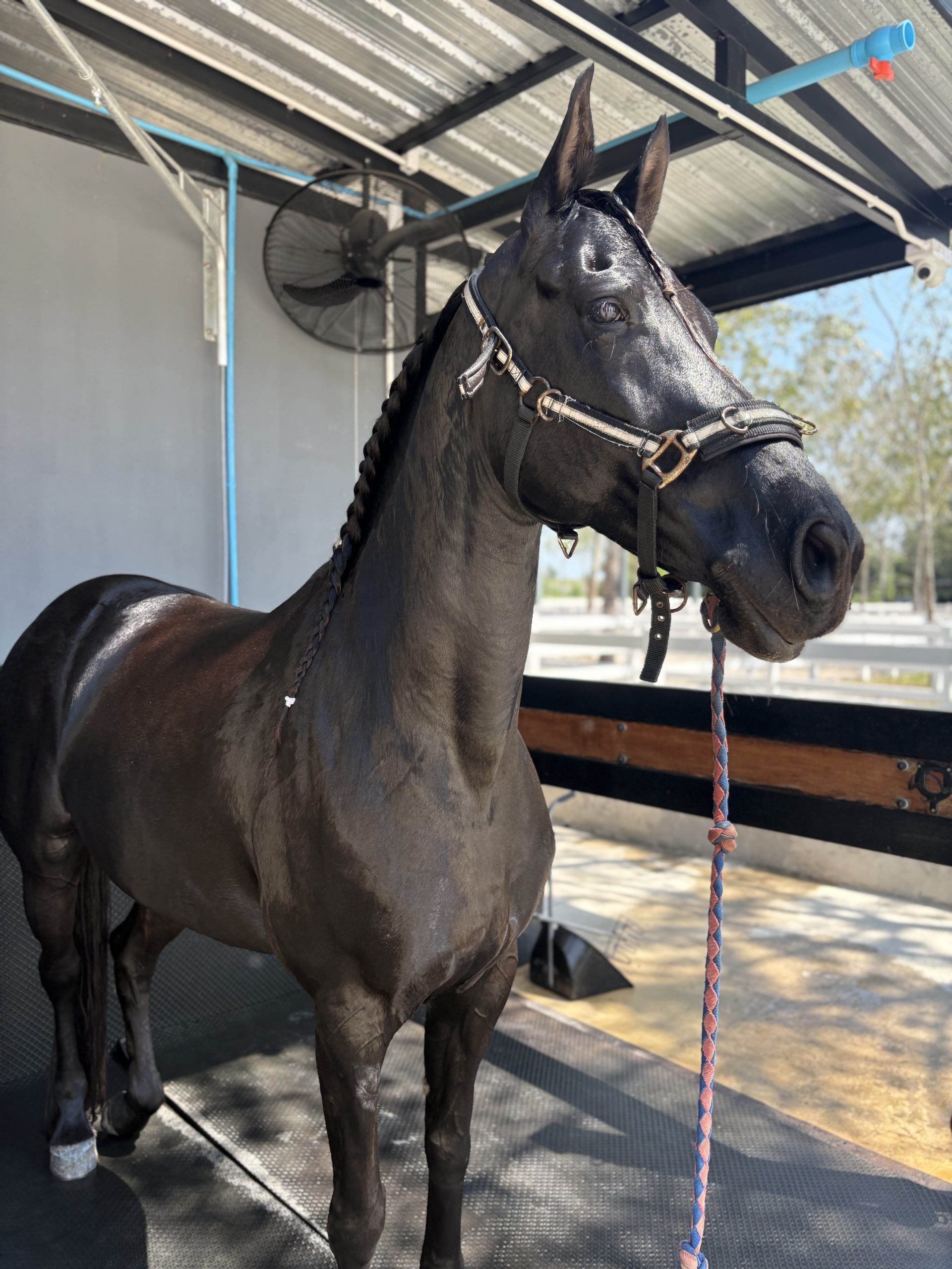 Equestrian Hype: The Rise of Horse Culture in Phuket | Prestige Online ...