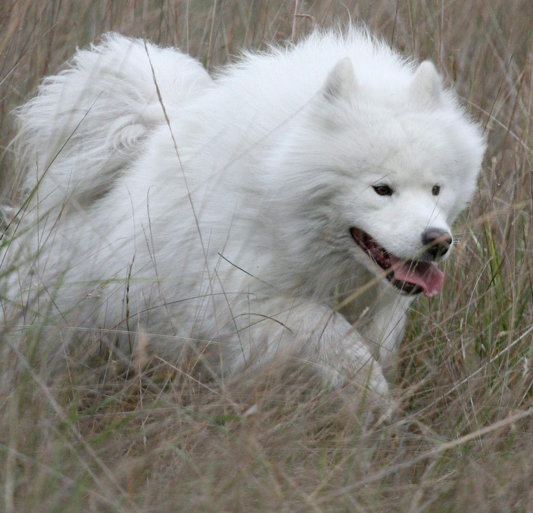 Exploring the World's Most Expensive Dog Breeds | Prestige Online ...