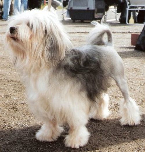 Exploring the World's Most Expensive Dog Breeds | Prestige Online ...