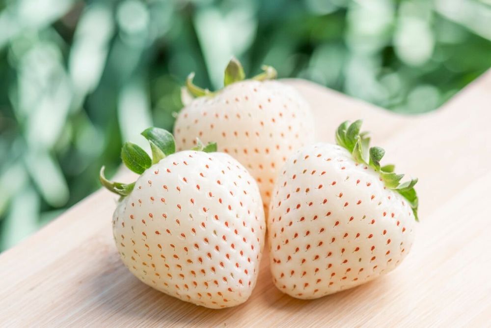 Fruit Royalty: A Closer Look at the World's Most Expensive Fruits ...