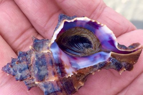 The Untold Tales of the World's Most Exclusive Colours | Prestige ...